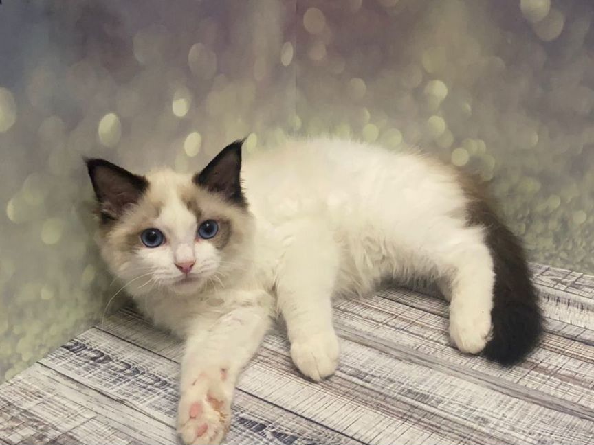 Мальчик Рэгдолл