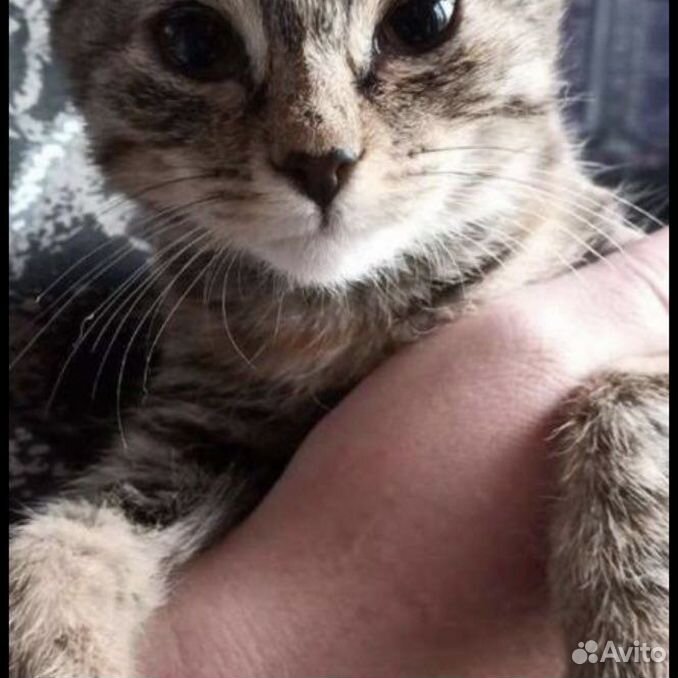 Котёночек в добрые руки бесплатно