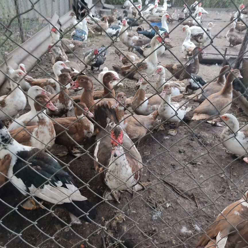 Продаются индоутки