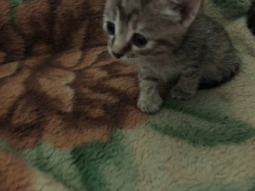 Забавные котята