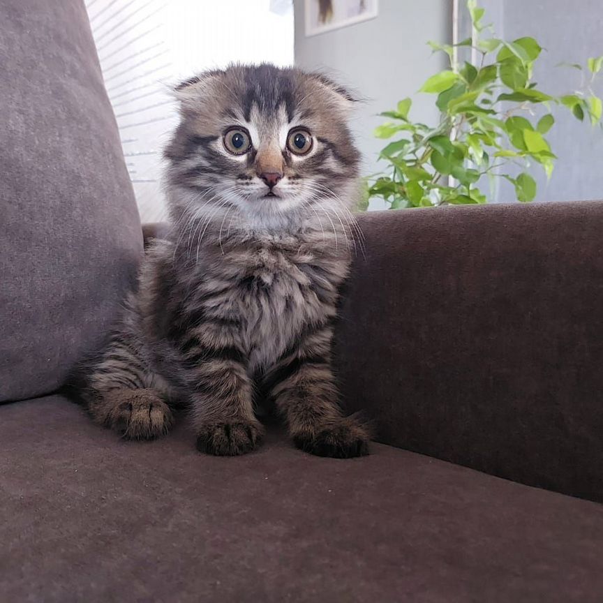 Британская вислоухая кошечка