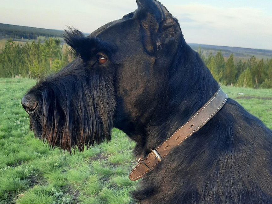 Щенки от Ризеншнауцера