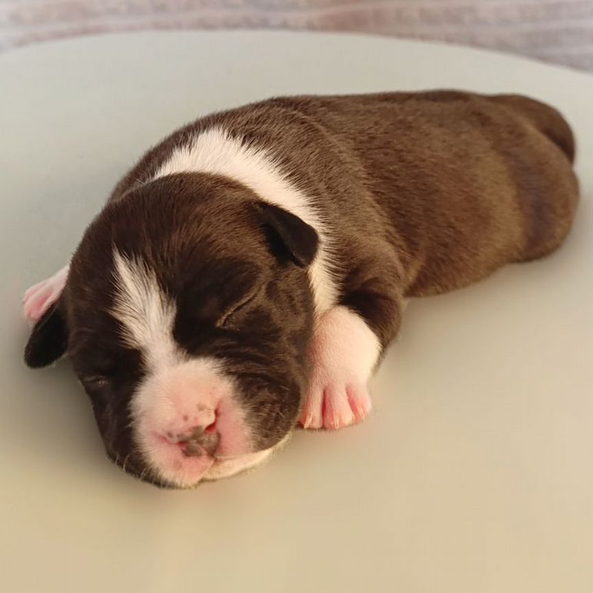 Американский стаффордширский терьер, щенок