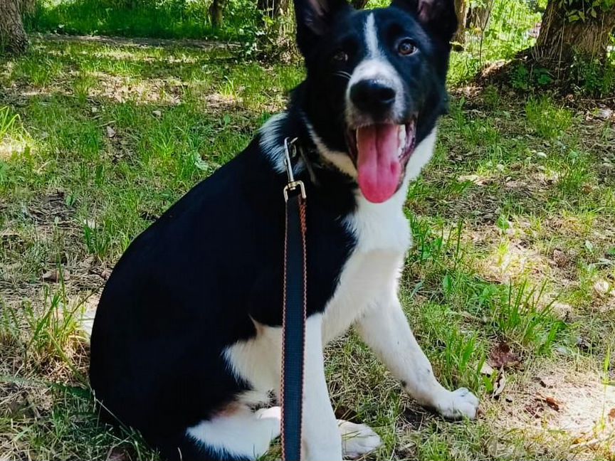 Щенок в добрые руки