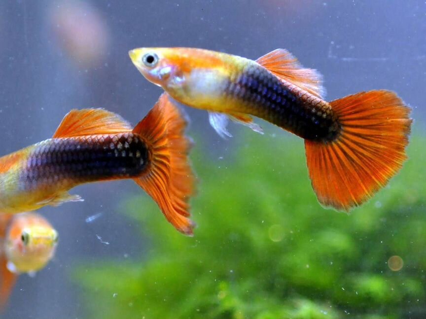 Рыбки гуппи
