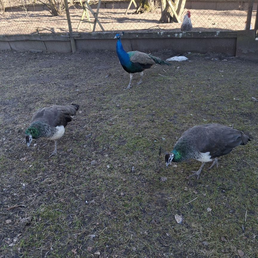 Павлины индийские