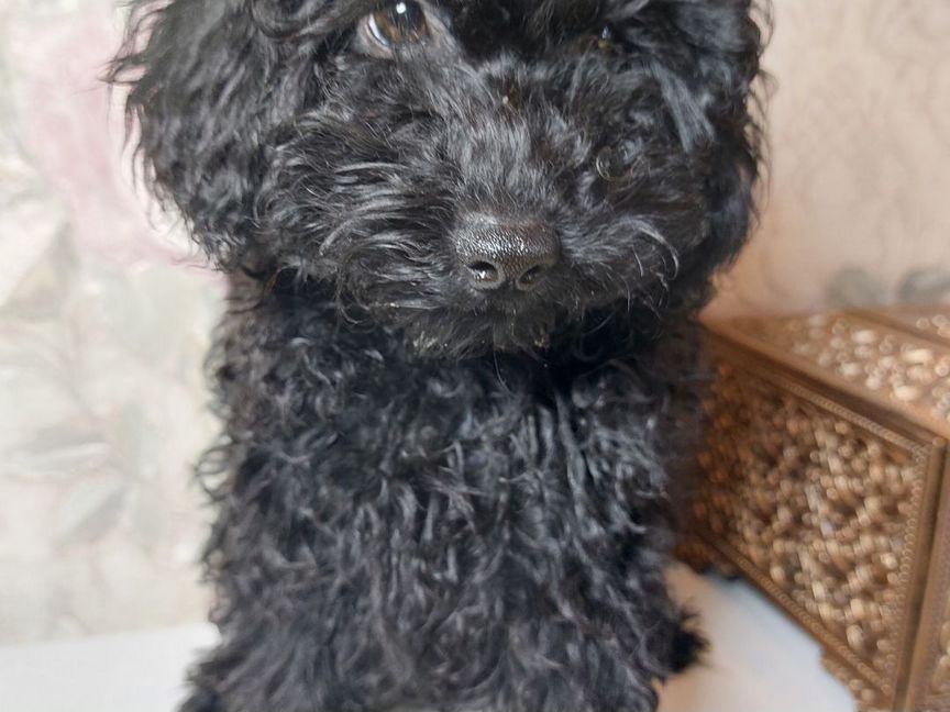 Девочка той пудель