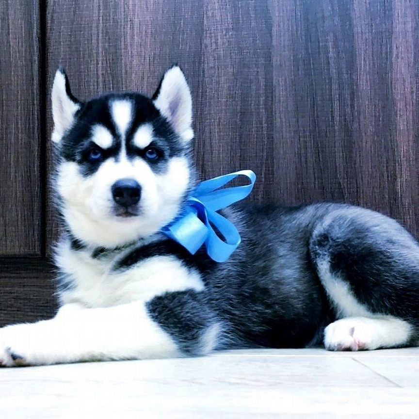 Хаски Щенки - Выбор по возрасту и окрасам (докум)