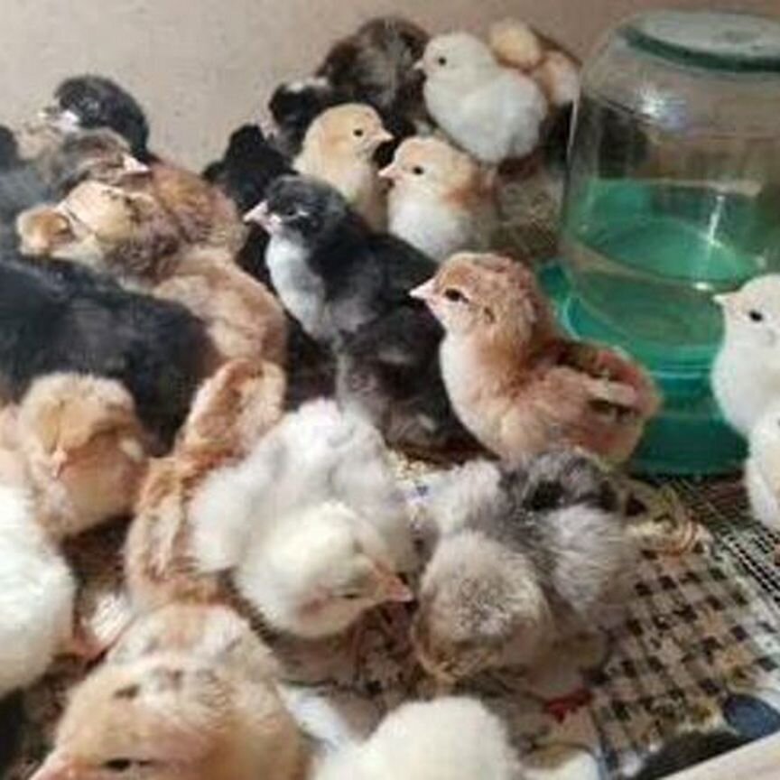 Цыплята от домашних кур
