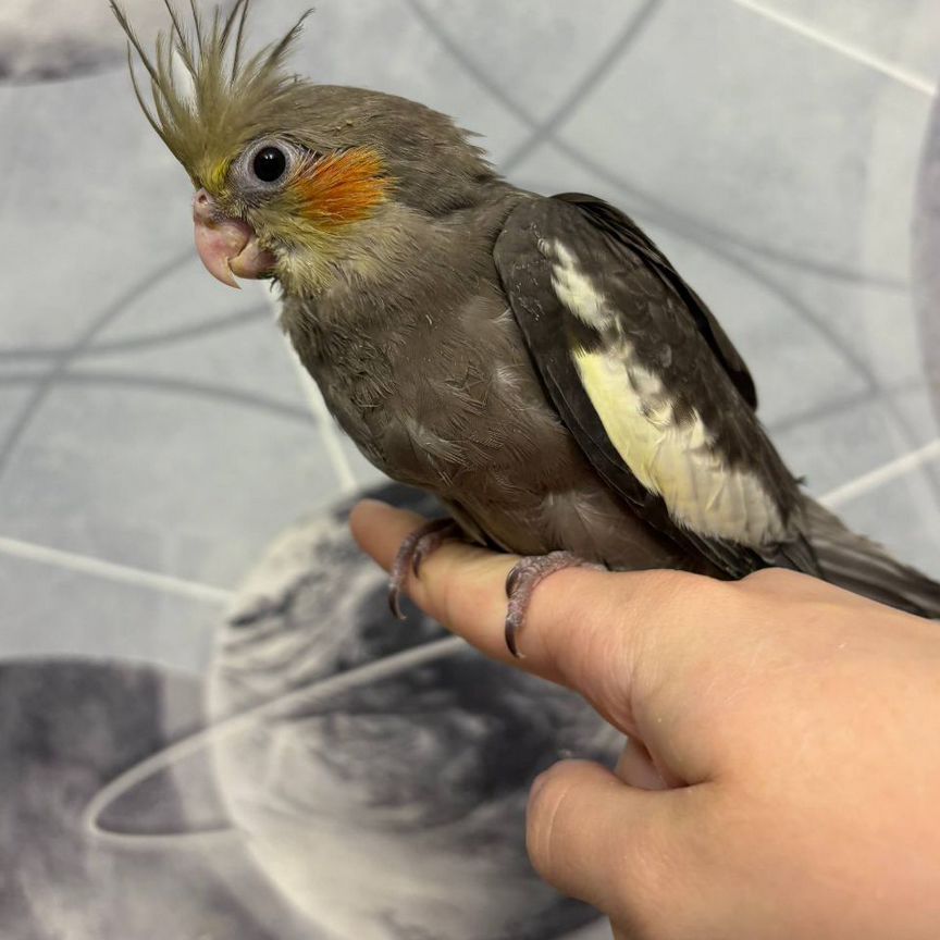 Попугай корелла