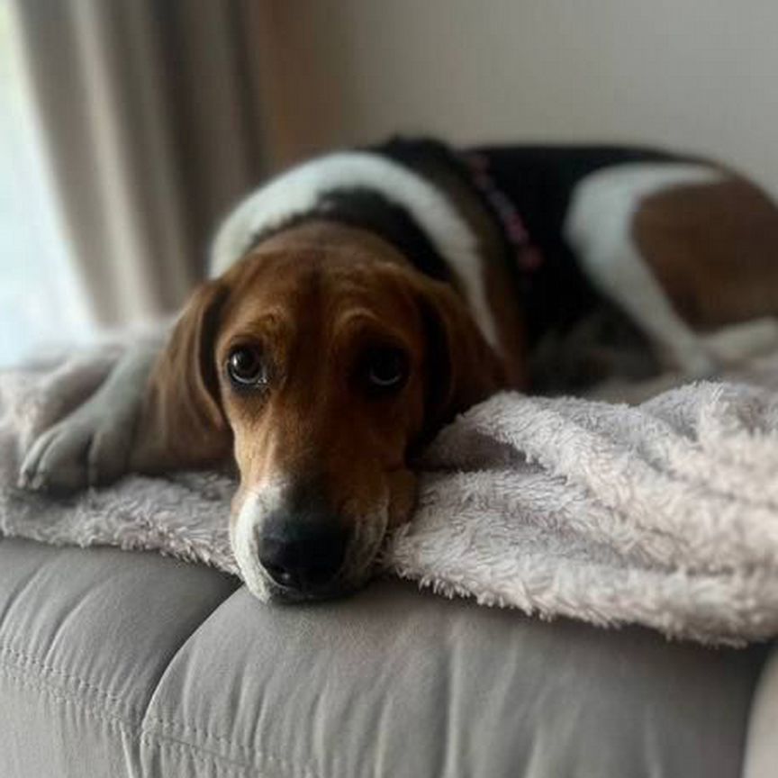 Собаке нужен хозяин (эстонская гончая)