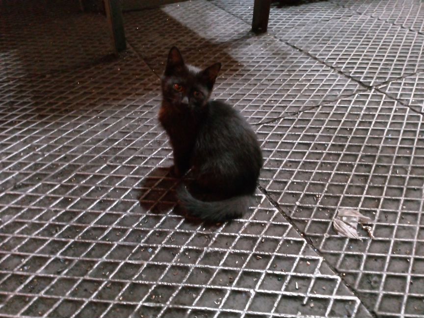 Котенок в добрые руки