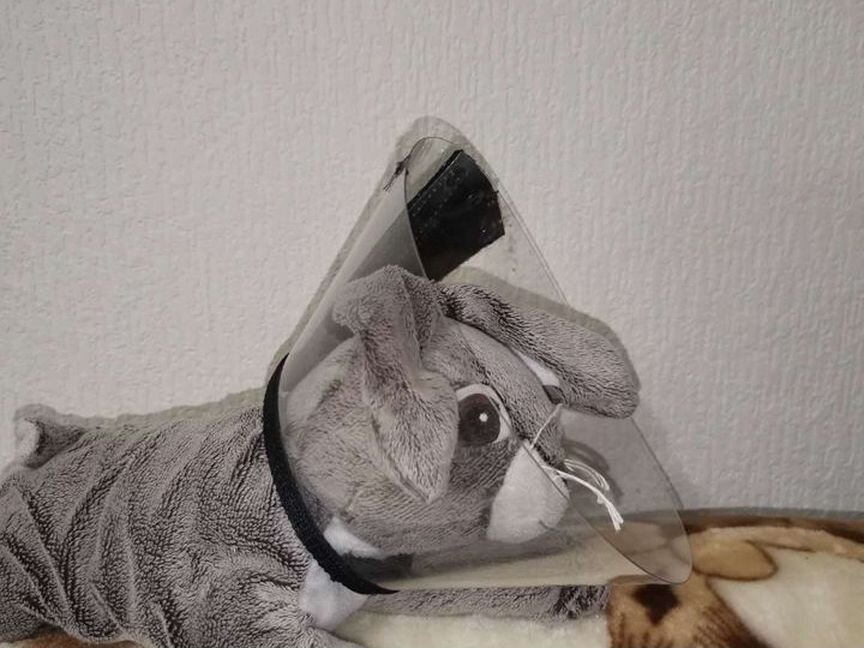 Ветеринарный воротник