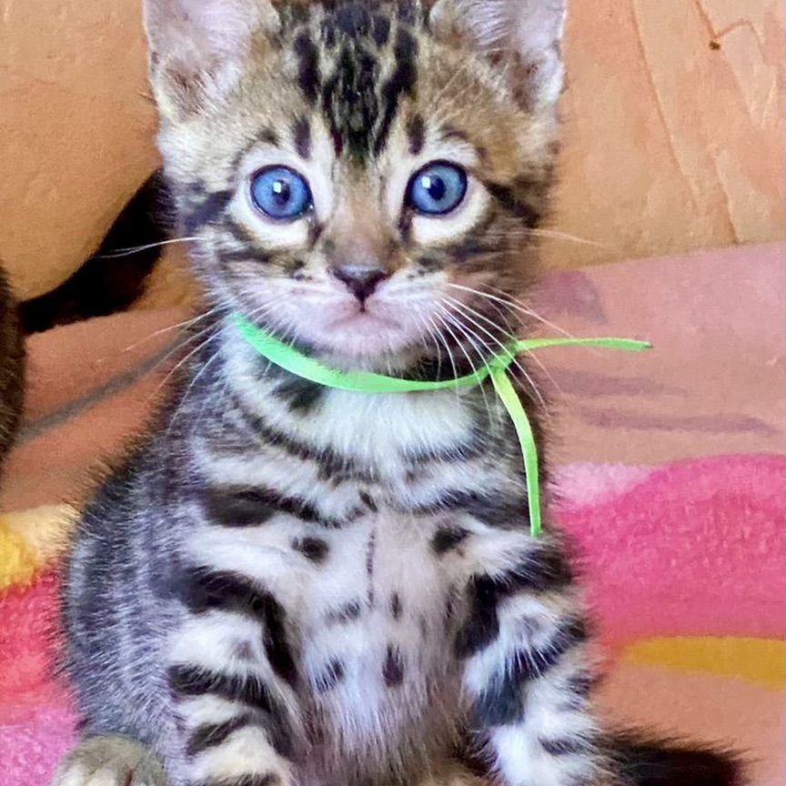 Бенгальские Котята