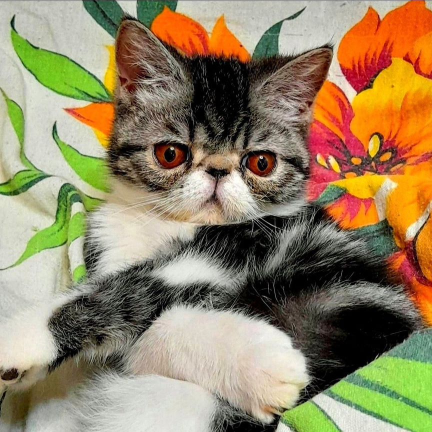 Экзотический мальчик