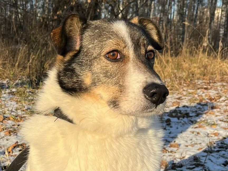 Лютик ищет дом