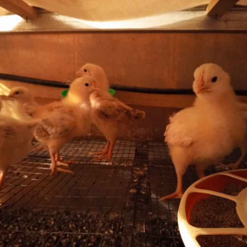 Продам цыплят