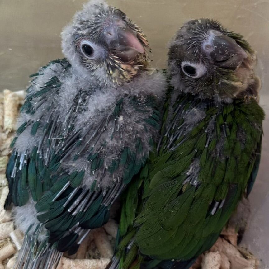 Попугай пиррура выкормыш