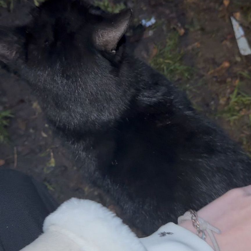 Взрослый кот в добрые руки