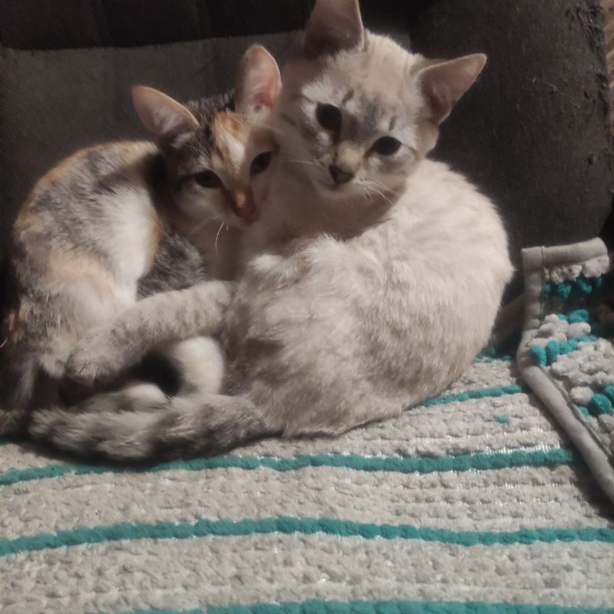 Котята отдам бесплатно Красноярск