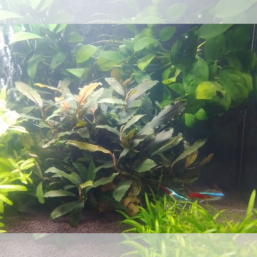 Буцефаландры, анубиас