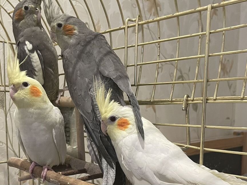 Попугай корелла птенец