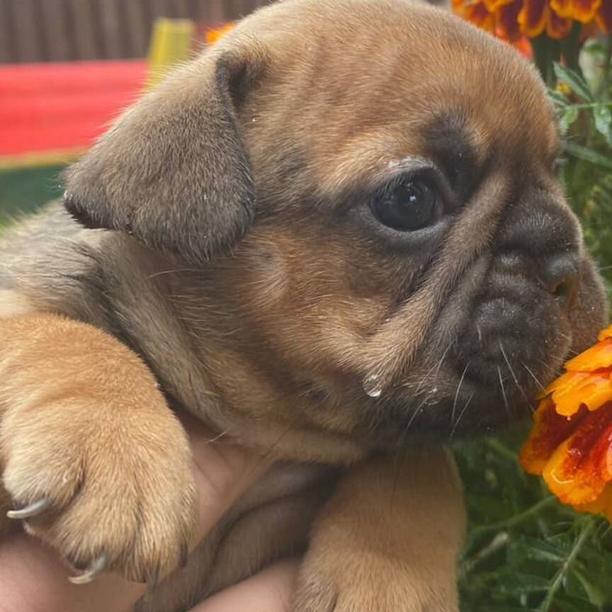 Французский бульдог мини