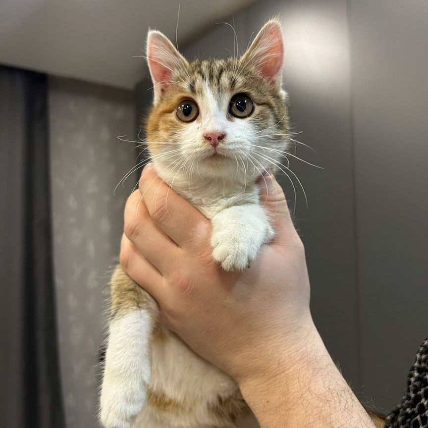 Котенок девочка