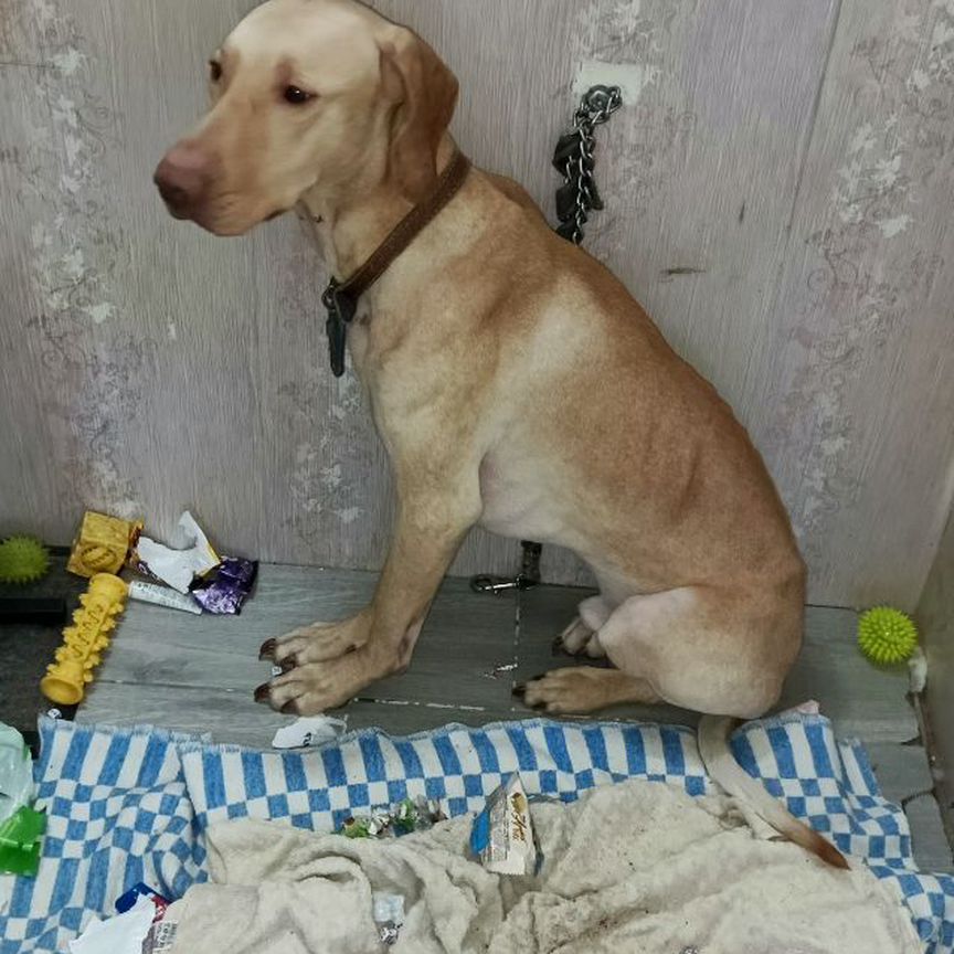 Венгерская выжла, взрослый пёс