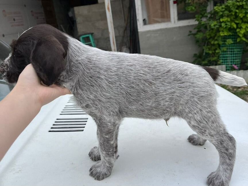 Щенки курцхаара