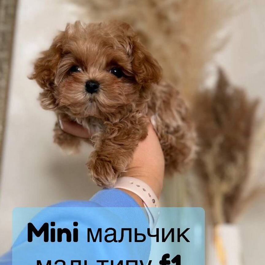 Мальтипу, щенок