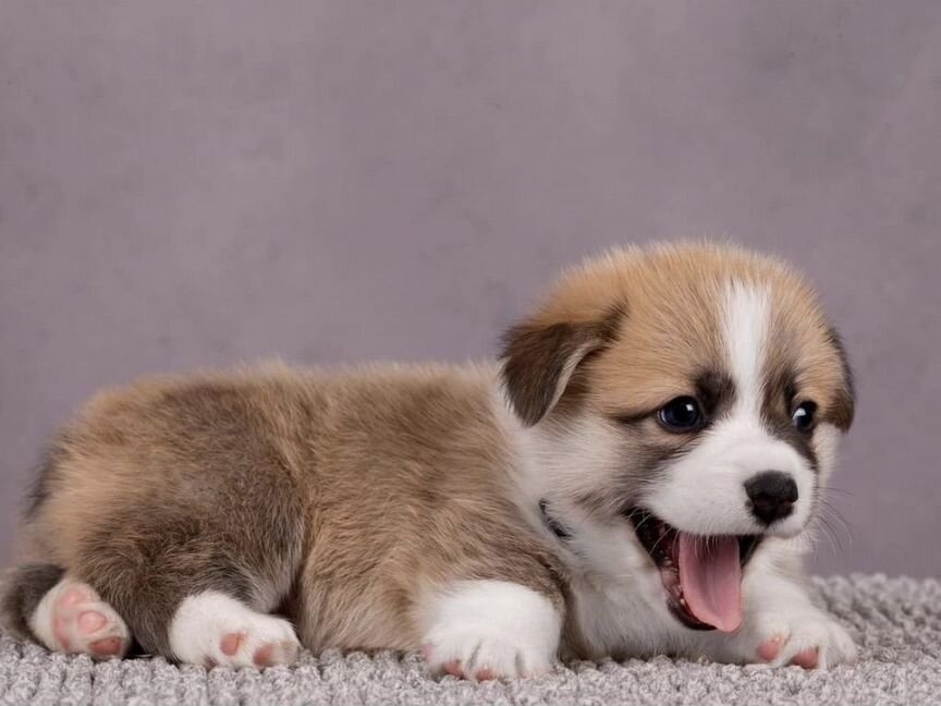 Вельш-корги пемброк мальчик