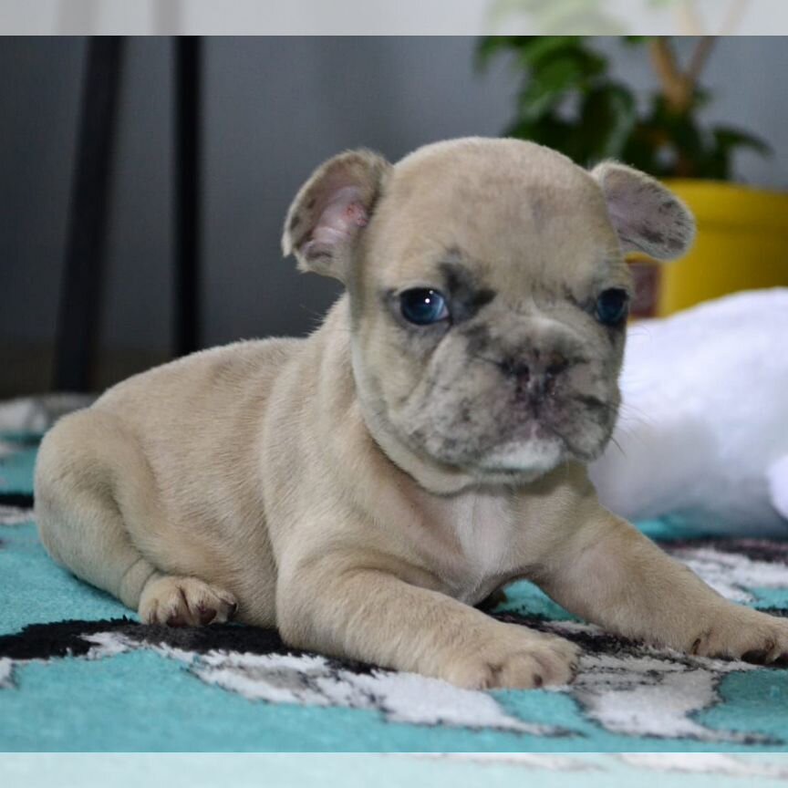 Французский бульдог