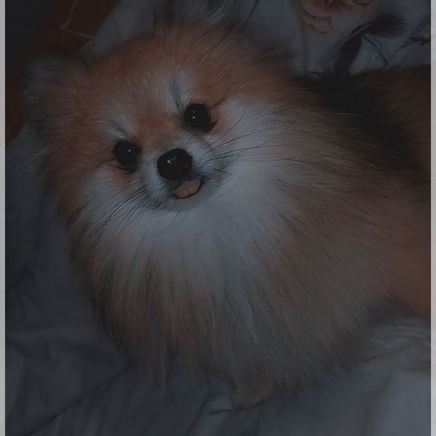 Померанский шпиц, щенок