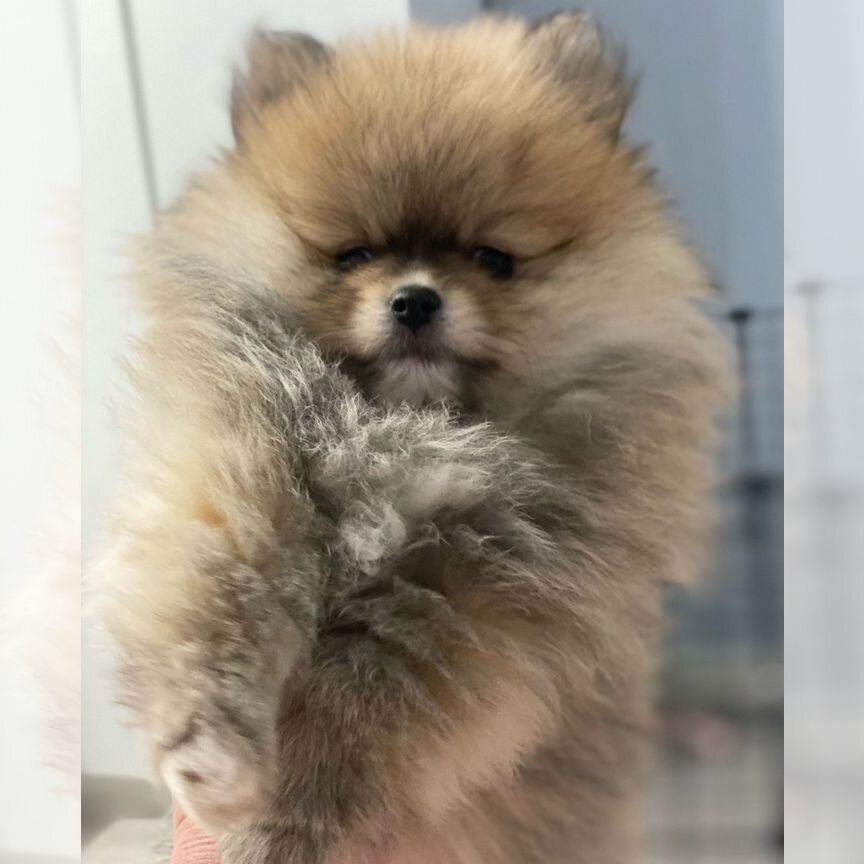 Померанский шпиц, щенок