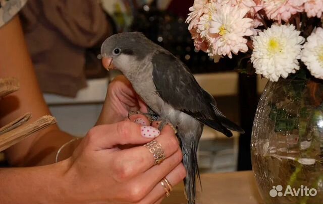 Калита Монах серый