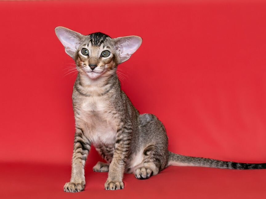 Ориентальный котенок