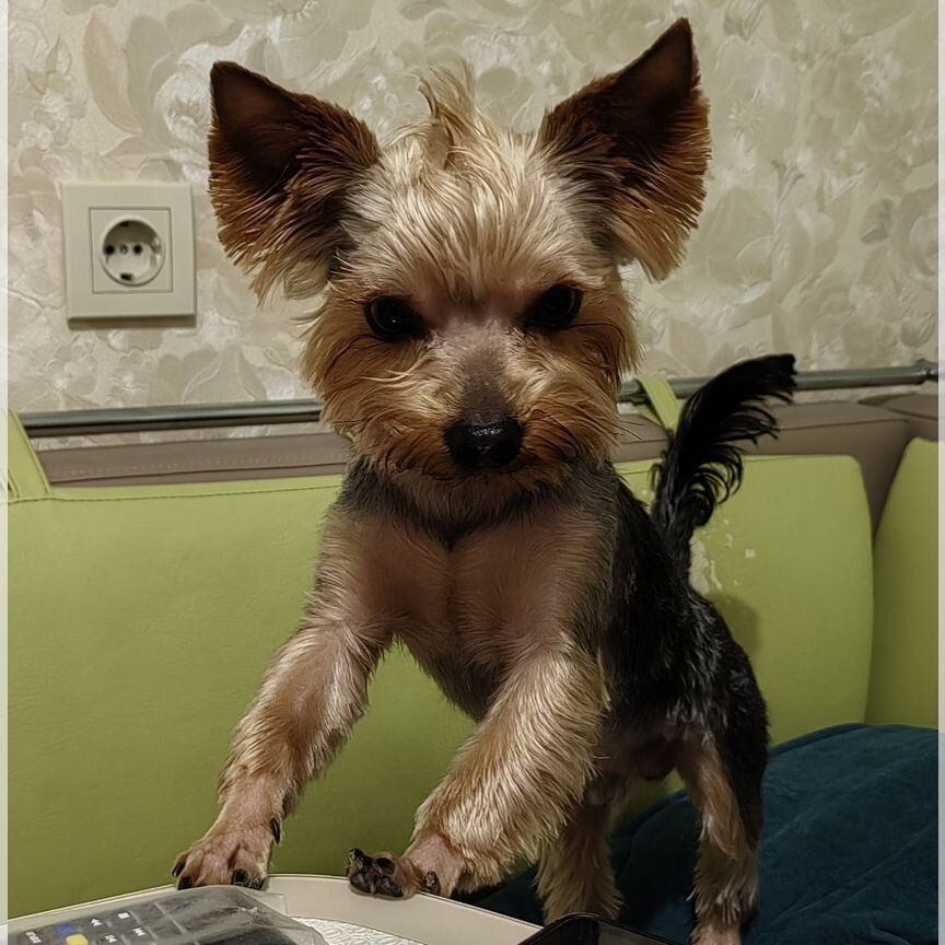 Йоркширский терьер, взрослый пёс