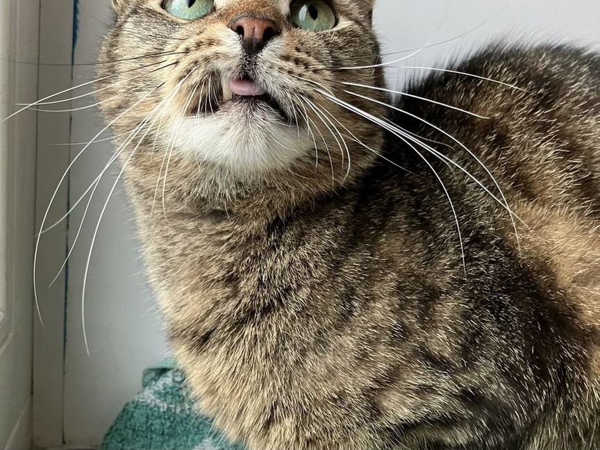 Брошенный котик Марсик
