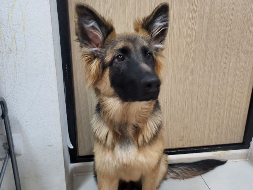 Немецкая овчарка с документами