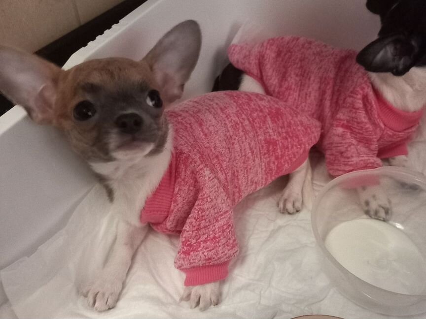 Щенки чихуахуа девочки