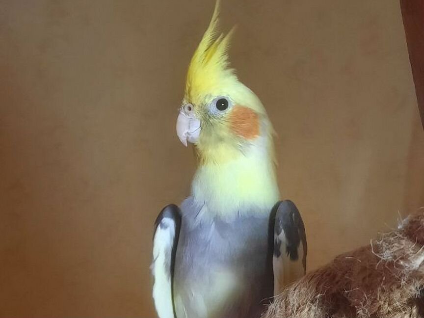 Попугай Корелла самец с клеткой