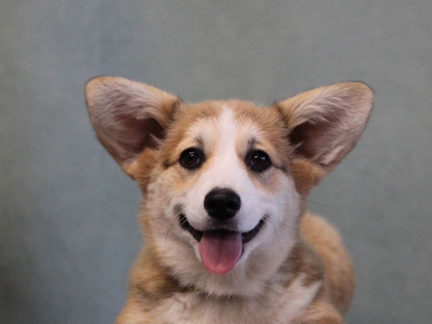 Рыжие девочки вельш-корги пемброк