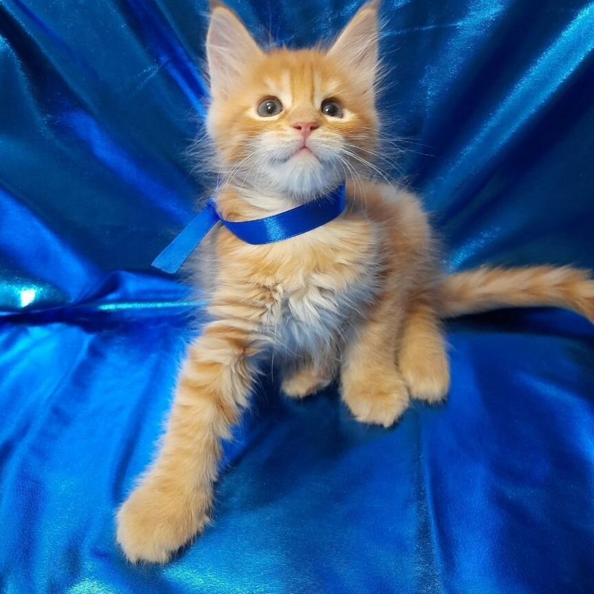 Котята Мейн кун