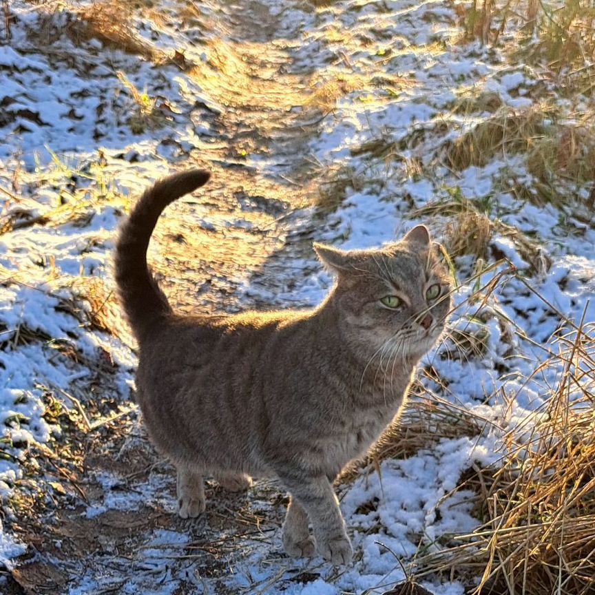 Взрослый кот в добрые руки