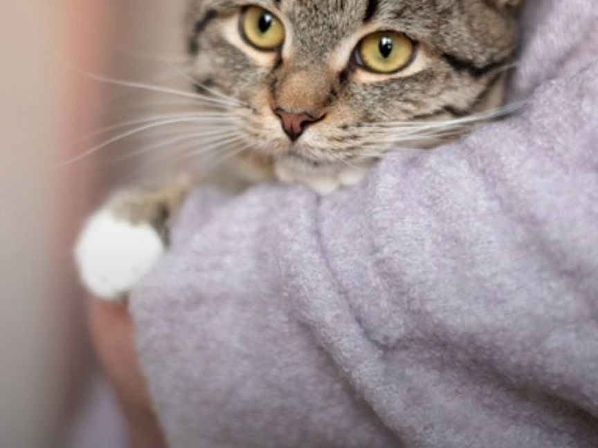 Весельчак Шпротик