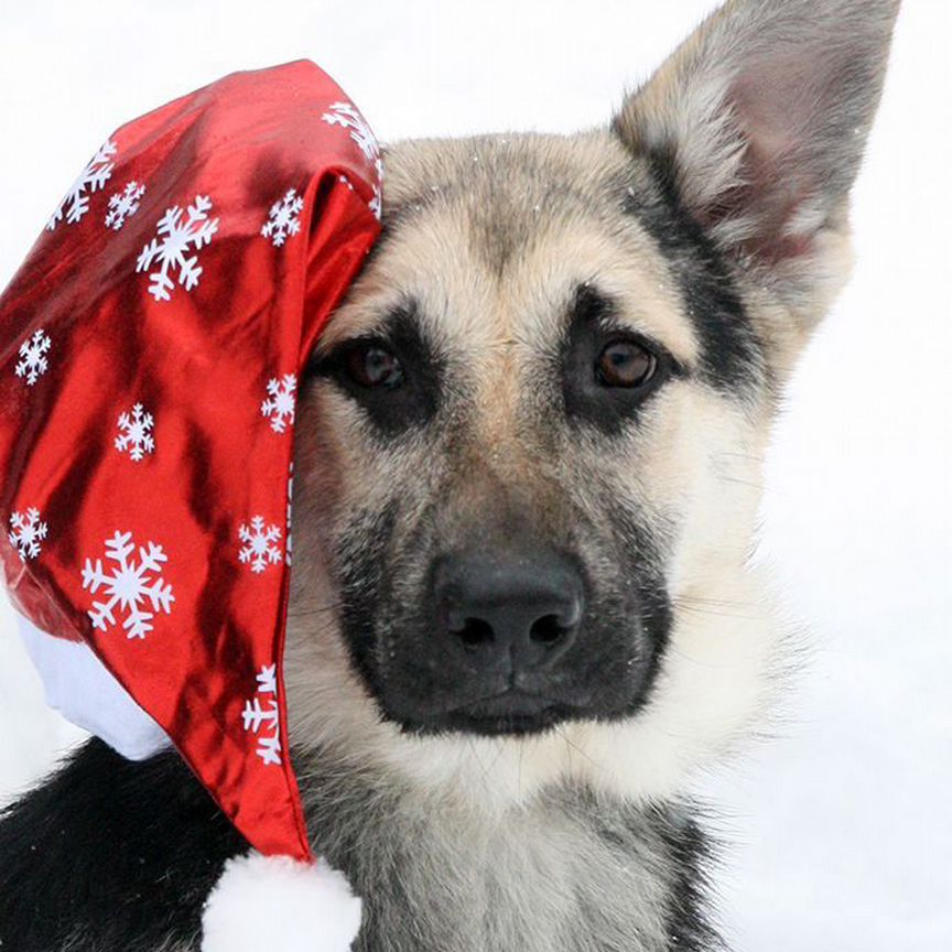 Мечтаете о восточнике- Вам к нам