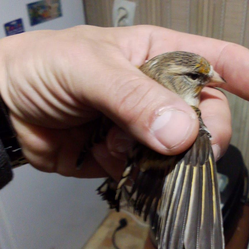 Гибриды молодые