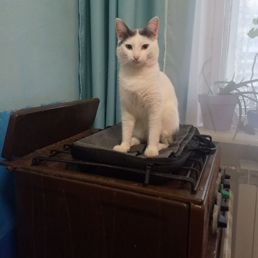 Сибирский кот, взрослый