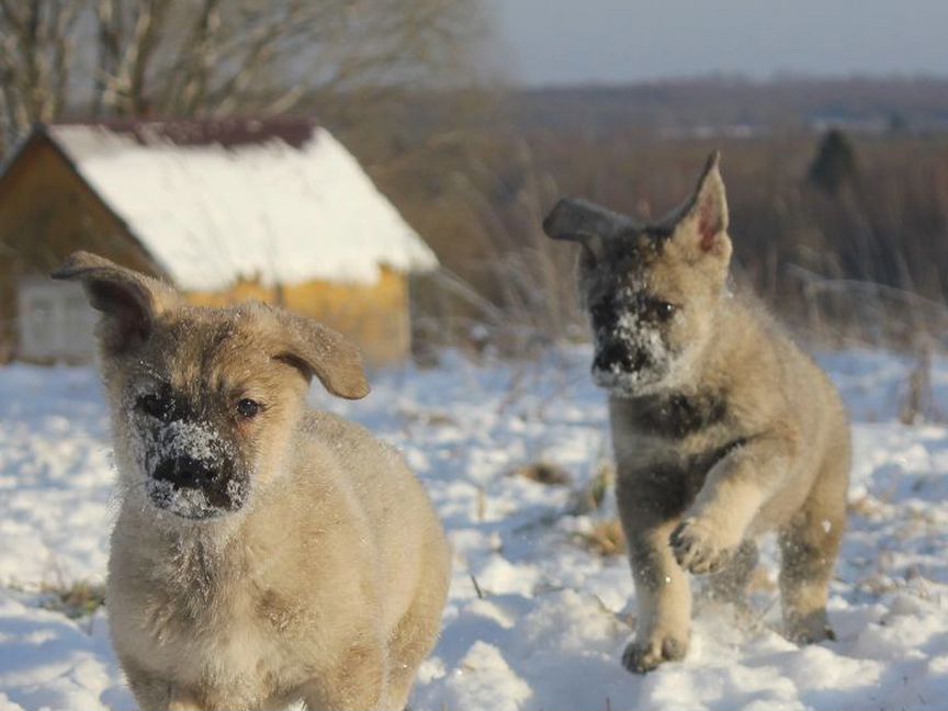 Восточноевропейская овчарка